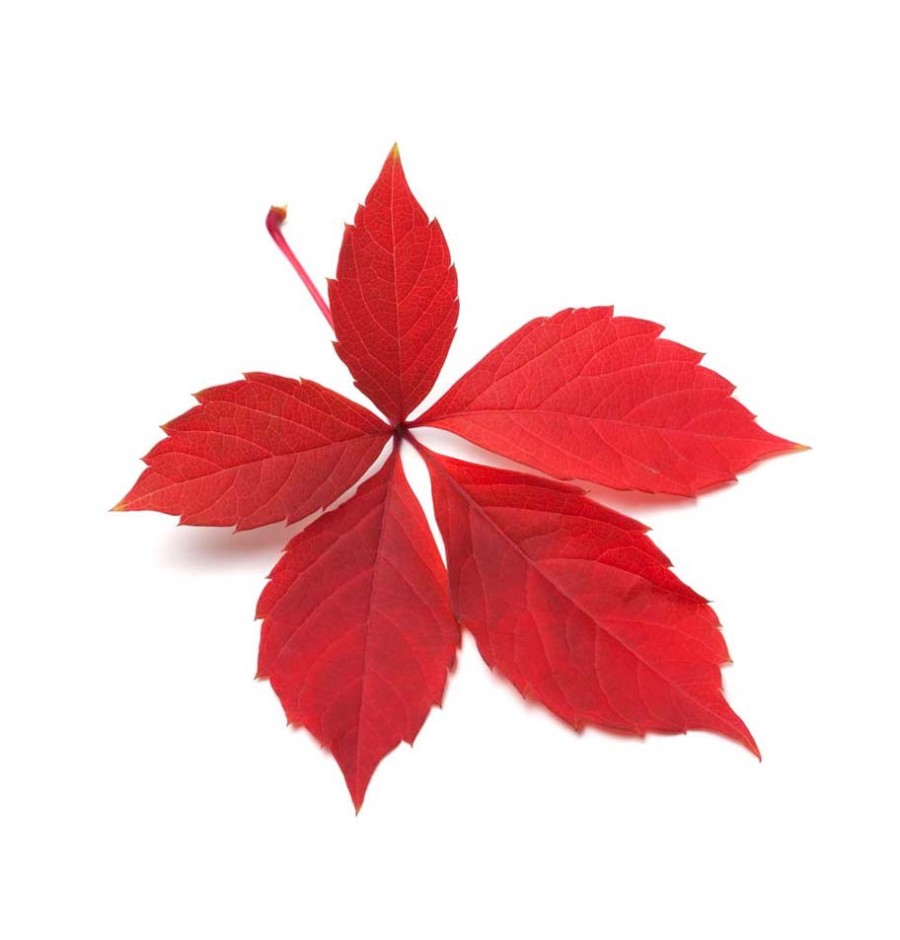 Vigne rouge Bio végan. Phytothérapie